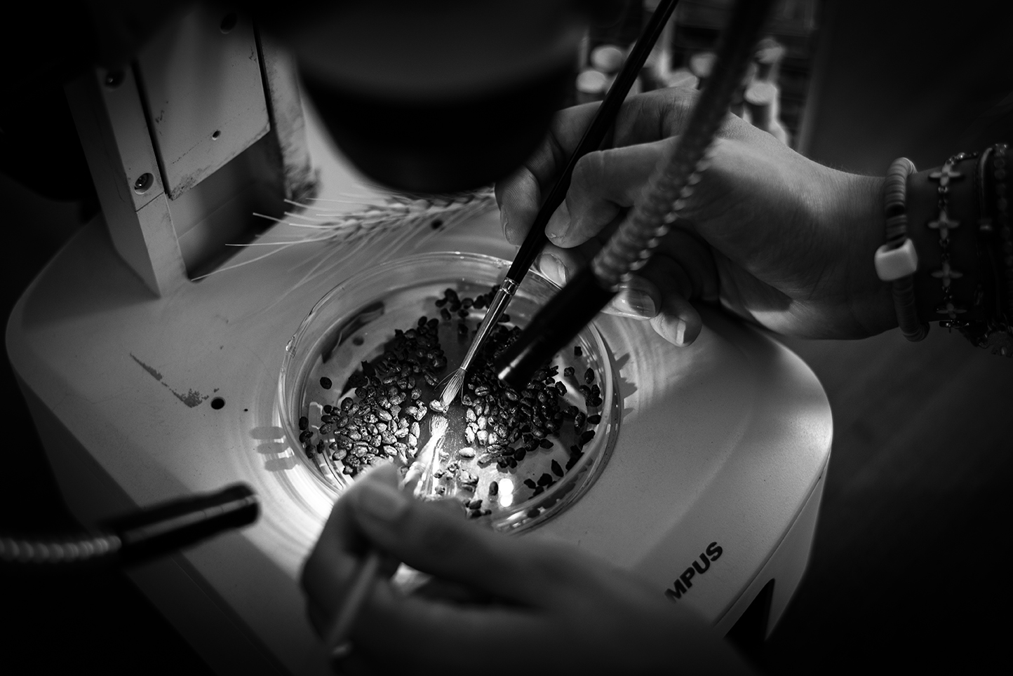 ARCHAEOBOTANY - Alalakh